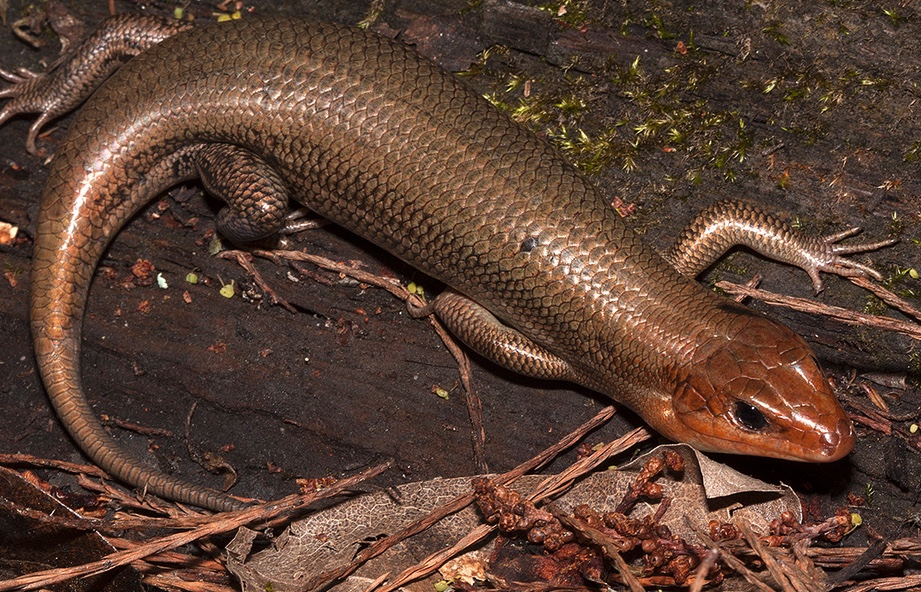 Skink
