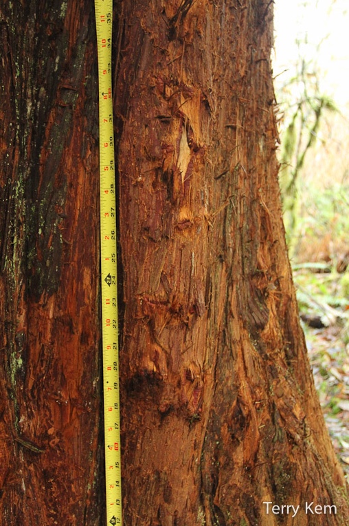 Black Bear Damage | Wildlife Illinois