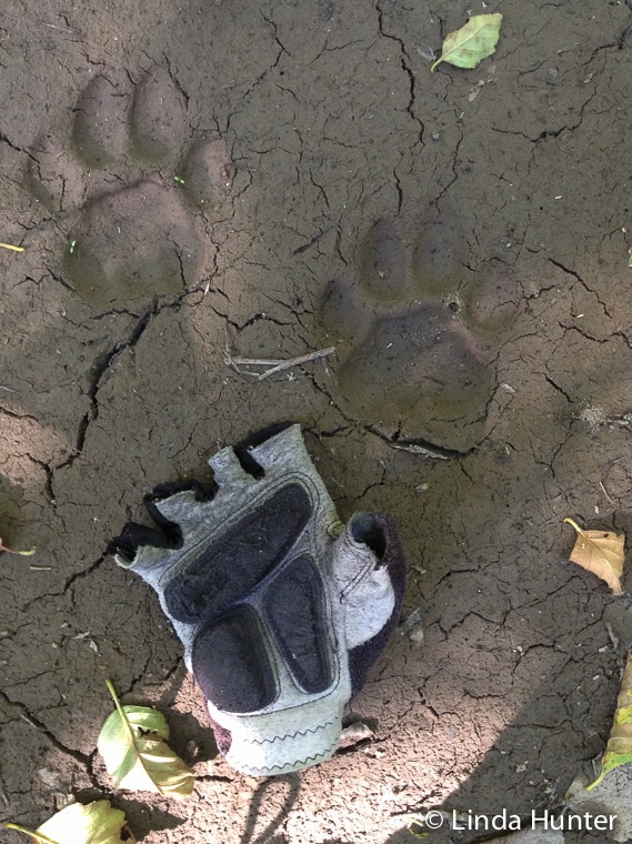 Mountain Lion Tracks | Wildlife Illinois
