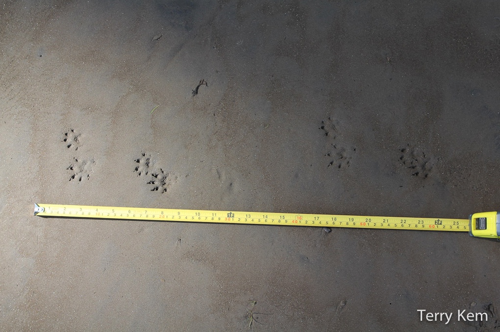 American Mink Tracks