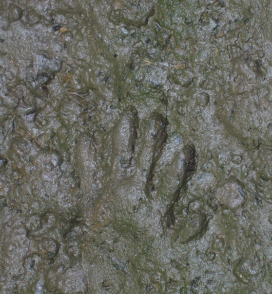 Opossum Footprints Images : Opossum Tracks: Identification Guide for ...