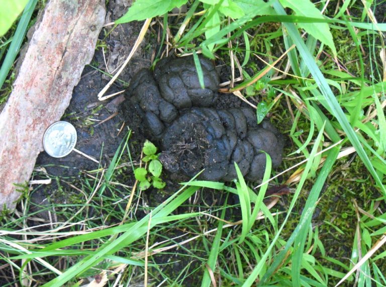 White-tailed Deer Scat | Wildlife Illinois