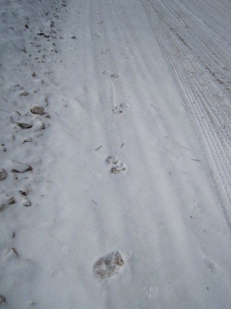 Gray Wolf Tracks | Wildlife Illinois