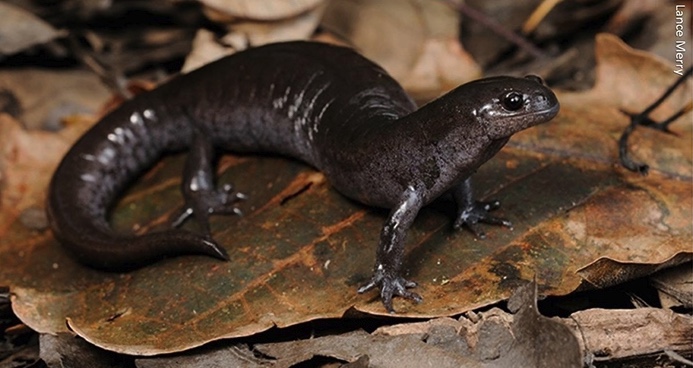 Salamanders | Wildlife Illinois
