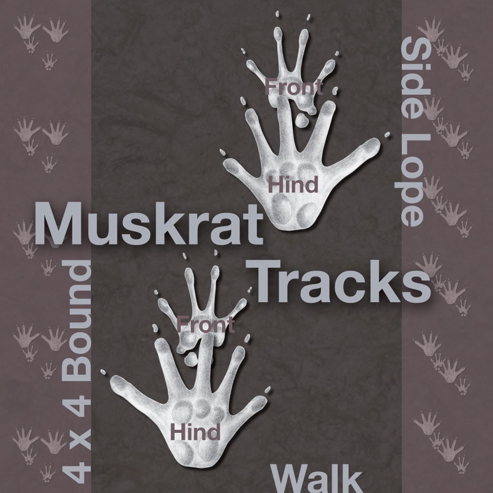 Muskrat Tracks | Wildlife Illinois